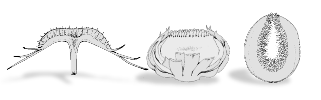 New insights into the evolution of the fig | Nordic Journal of Botany